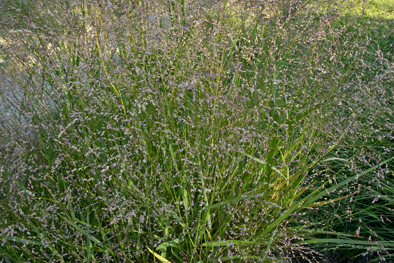 List of Western PA Native Species - Audubon Society of Western Pennsylvania