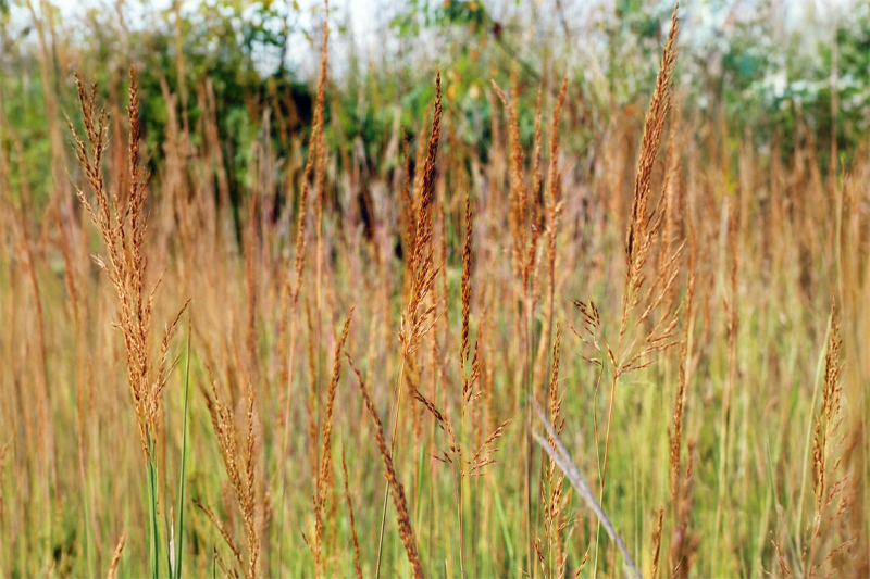 List of Western PA Native Species - Audubon Society of Western Pennsylvania